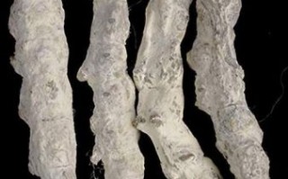 僵蚕长什么样_僵蚕图片怎么识别