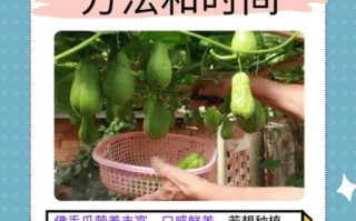 9月佛手瓜种植方法_佛手瓜几月采收
