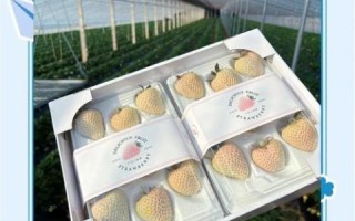 白草莓价格多少钱一斤_白草莓为什么这么贵