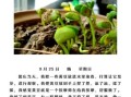 黄豆发芽需要几天_怎么写400字观察日记