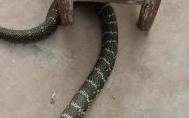 王锦蛇和五步蛇哪个厉害_毒性对比谁更强