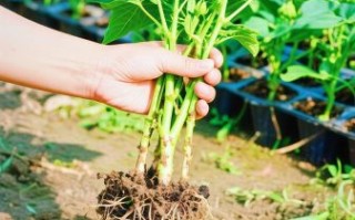 黄秋葵怎么种_黄秋葵种植时间