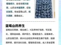蓝莓山药的功效与作用_蓝莓山药的禁忌有哪些