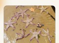 自助餐海星怎么吃_海星哪些部位能吃