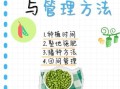 豇豆怎么种_豇豆种植技术与管理