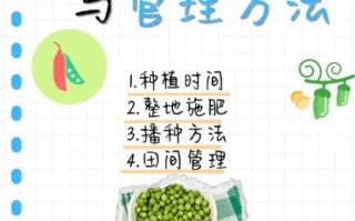 豇豆怎么种_豇豆种植技术与管理