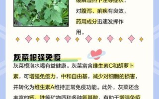 灰菜可以吃吗_灰菜的功效与作用