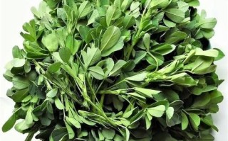 苜蓿草高清图片大全_苜蓿草长什么样