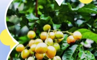 黄皮果树怎么种_黄皮果树几年结果