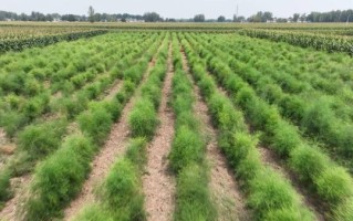 芦笋生长在哪里_芦笋适合什么土壤