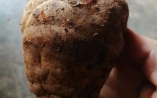 麻薯是什么植物_麻薯原料来源