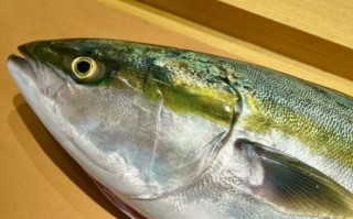 鲦鱼图片怎么拍_鲦鱼图片高清下载