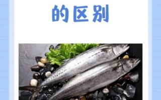 鲅鱼和马鲛鱼有什么区别_如何一眼分辨两种海鱼