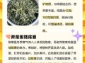 老荠菜煮鸡蛋治什么病_老荠菜煮鸡蛋的功效与作用