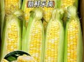水果玉米哪个品种好吃_水果玉米品种怎么选