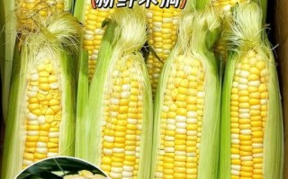 水果玉米哪个品种好吃_水果玉米品种怎么选