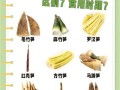笋的种类有哪些_春笋和冬笋的区别