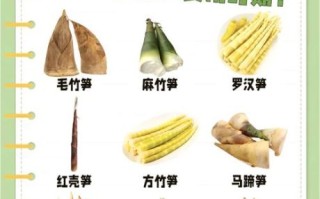 笋的种类有哪些_春笋和冬笋的区别