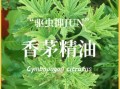 香茅驱蚊有用吗_香茅精油能驱哪些蚊虫