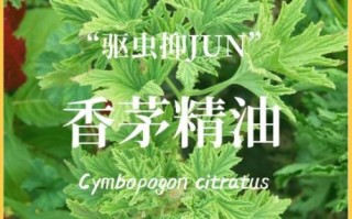 香茅驱蚊有用吗_香茅精油能驱哪些蚊虫