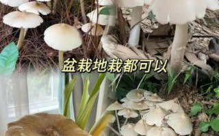 鸡枞菌种植条件_鸡枞菌怎么种
