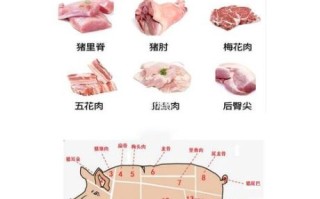 猪的部位大全图解_猪身上哪个部位最嫩