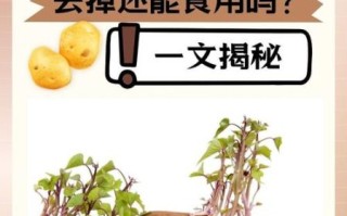 马铃薯发芽还能吃吗_如何安全处理发芽土豆