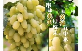 马奶葡萄多少钱一斤_马奶葡萄价格行情