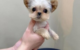 约克夏犬图片哪里找_如何挑选高清约克夏照片