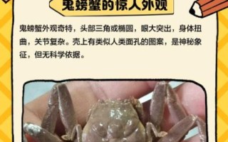幽灵蟹怎么养_幽灵蟹吃什么