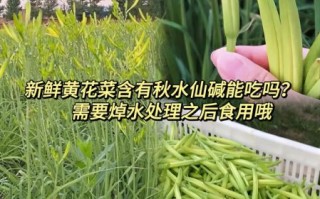 鲜黄花菜怎么吃没毒_怎么处理去秋水仙碱