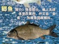 鲤鱼和鲫鱼哪个好_鲤鱼鲫鱼区别