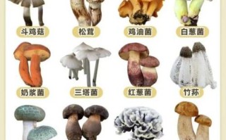 常见食用菌种类有哪些_如何区分毒蘑菇与可食用菇