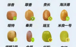 猕猴桃和奇异果一样吗_区别与营养价值对比