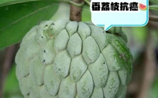 番荔枝怎么吃_番荔枝的正确吃法