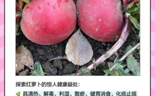 东北大红萝卜的功效与作用_怎么吃最养生 东北大红萝卜的功效与作用_怎么吃最养生