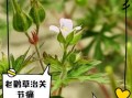 老鹳草的功效与作用_老鹳草能治疗哪些疾病