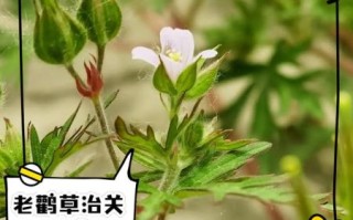 老鹳草的功效与作用_老鹳草能治疗哪些疾病