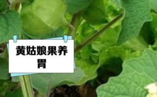 黄姑娘果怎么吃_黄姑娘果的功效与作用
