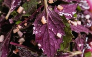 紫苏是什么菜_紫苏怎么吃