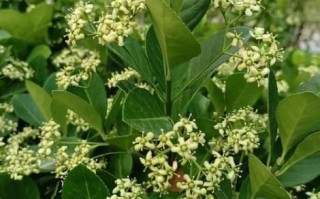 苦丁茶树长什么样_苦丁茶树图片怎么辨认