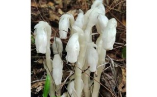 水晶兰有毒吗_水晶兰生长环境