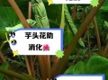 芋头花的副作用有哪些_芋头花中毒怎么办