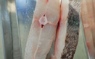 牙片鱼图片大全_牙片鱼是什么鱼