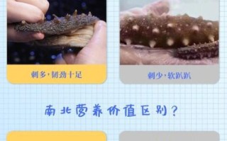 水发海参多少钱一斤_水发海参价格怎么算