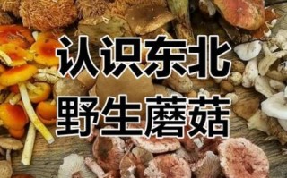 东北蘑菇怎么区分有毒_东北蘑菇几月份采摘最好