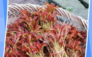 香椿树怎么修剪发芽多_香椿树几月份修剪最合适