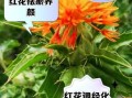 红花副作用太大怎么办_红花禁忌人群有哪些