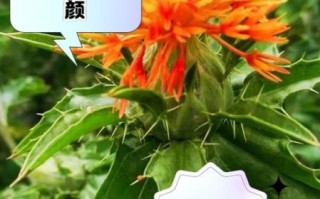 红花副作用太大怎么办_红花禁忌人群有哪些