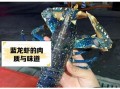 蓝龙虾多少钱一斤_蓝龙虾价格为什么贵